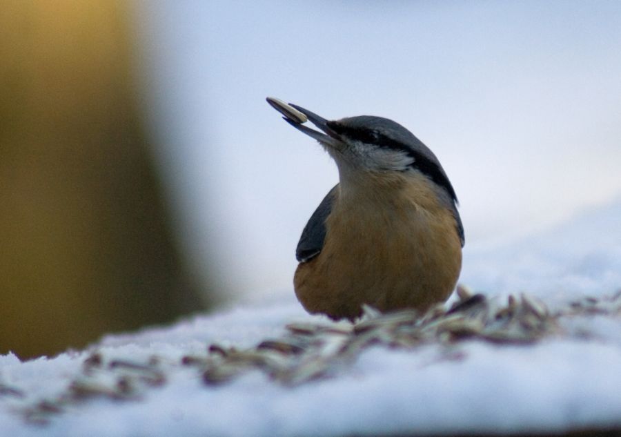 Mi történik a kismadarainkkal télen? - Agro Jager News
