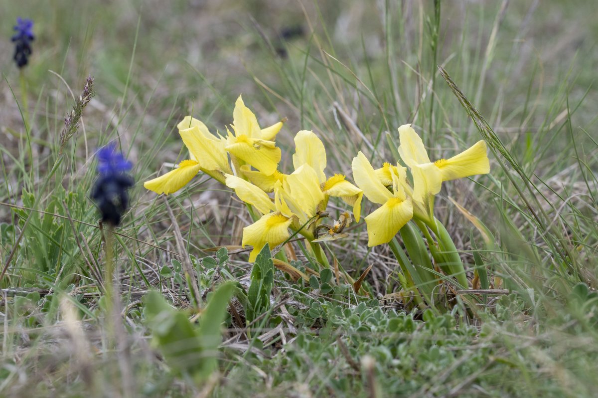 Homoki nőszirmot telepítettek a rákosi vipera regenerálódó élőhelyeire ...