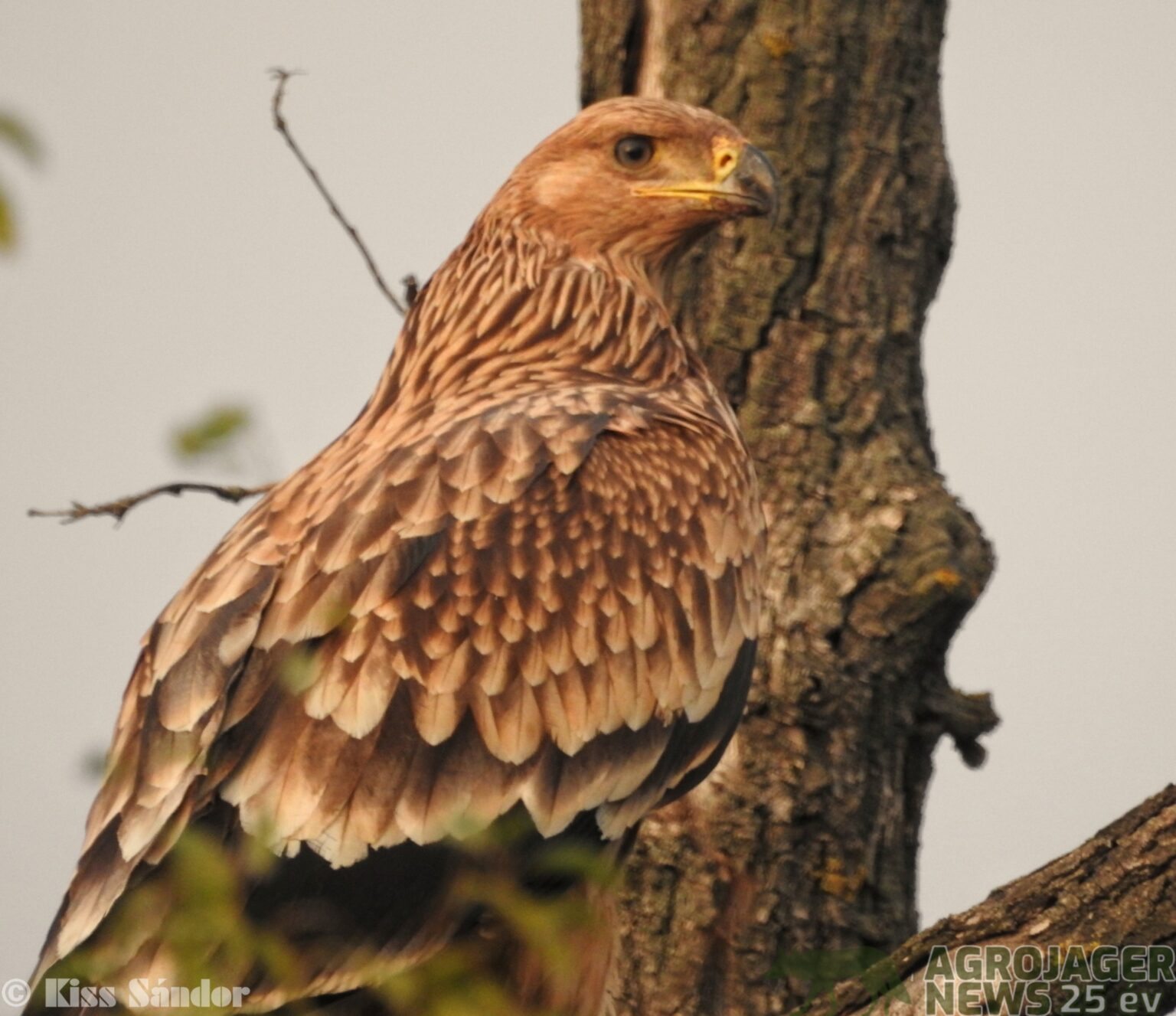 Kiss Sándor: 🦅 A Nagy-Sárrét, a sasok birodalma - Agro Jager News